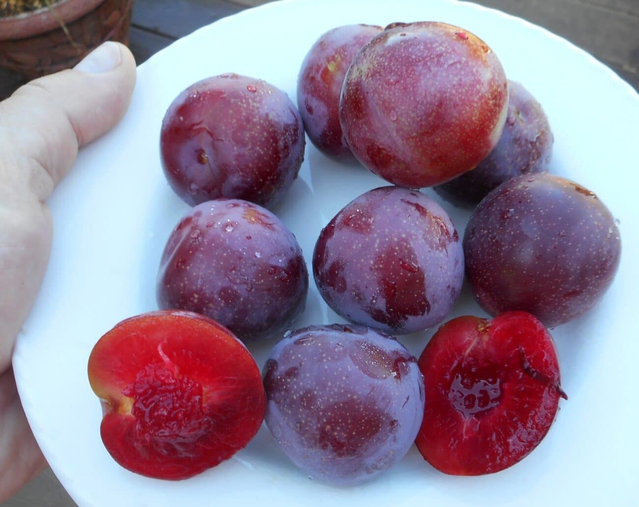 How Long Do Plums Last? - TheFoodXP - 雷电竞reyba下载